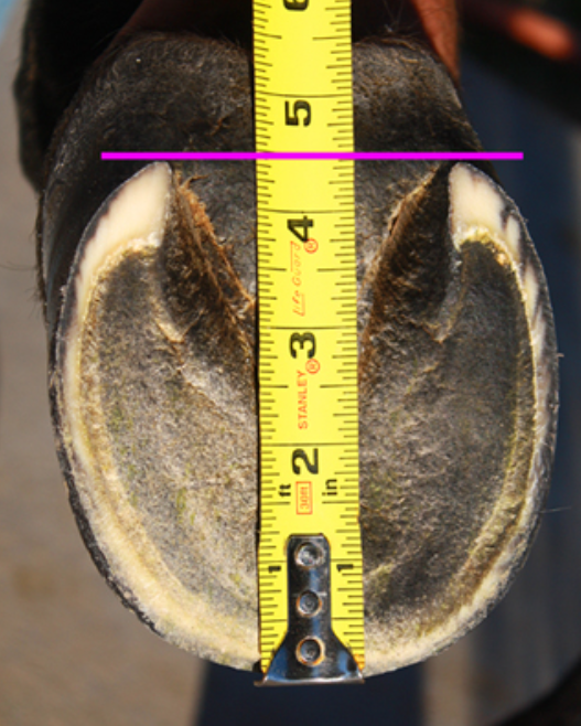 Hufschuhgrößentabellen – Renegade Hoof Boots. Horse Hoof Boots Made in ...